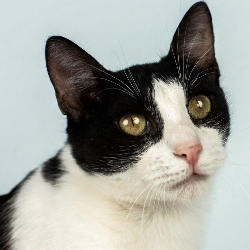 Трехлапка Лиза ищет дом