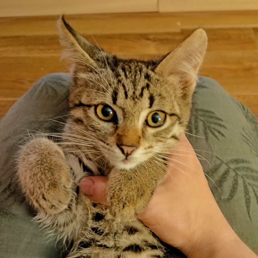Котенку нужен дом мальчик в добрые руки