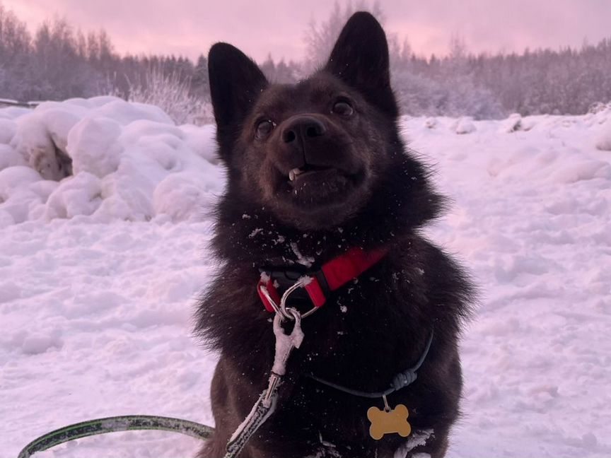 Маленькая собака в опытные руки