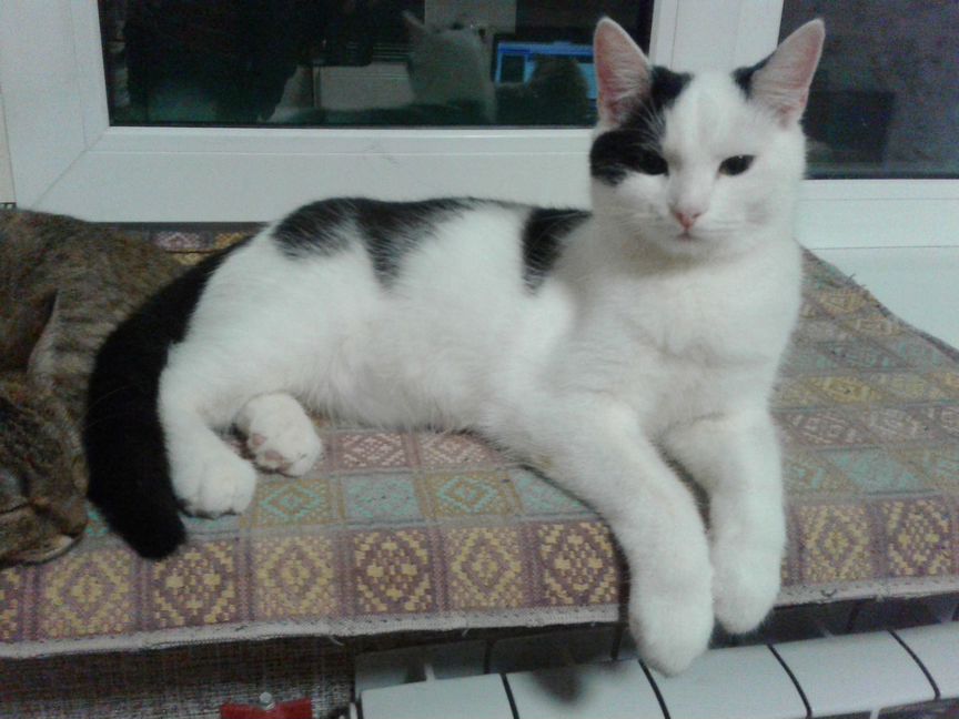 Котенок - подросток Арчибальд (5,5 мес.)