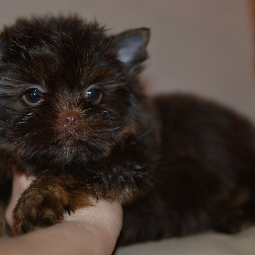 Девочка Карамелька