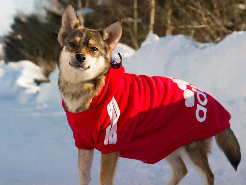 Маленькая собачка