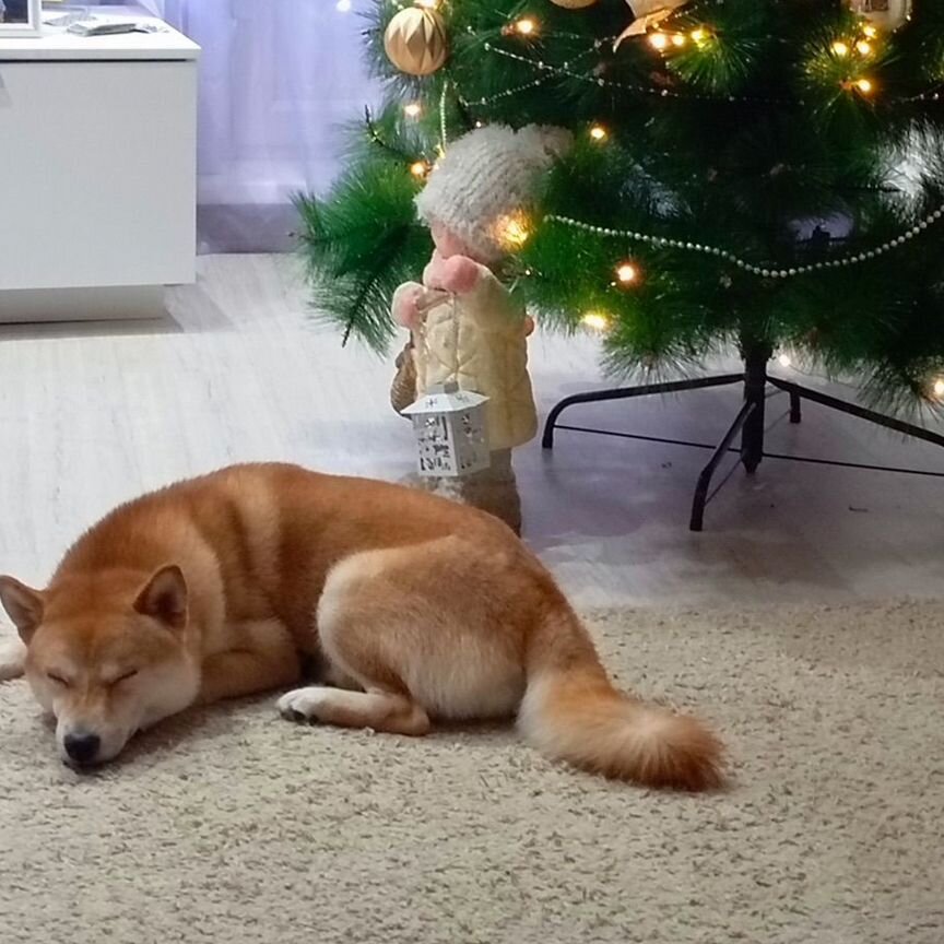 Вязка сиба Ину