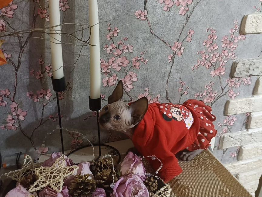 Канадский сфинкс котенок