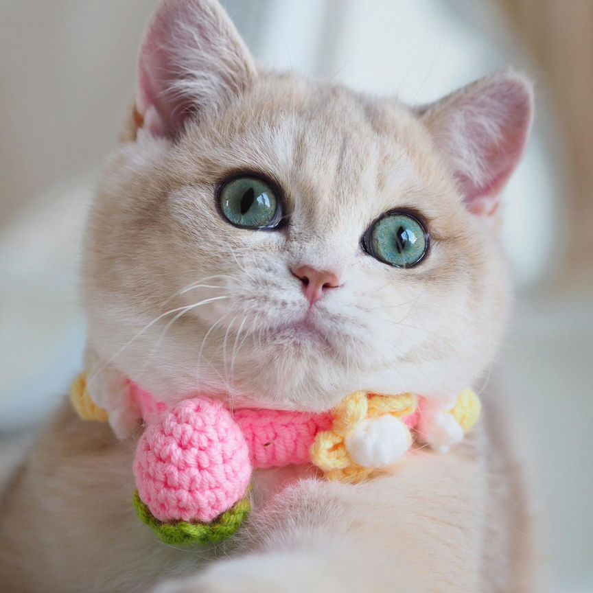 Британский короткошёрстный котёнок