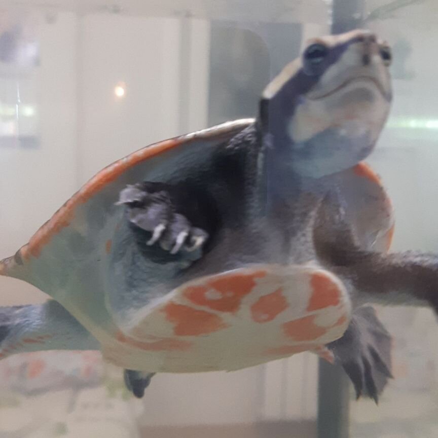 Черепаха и рыбки