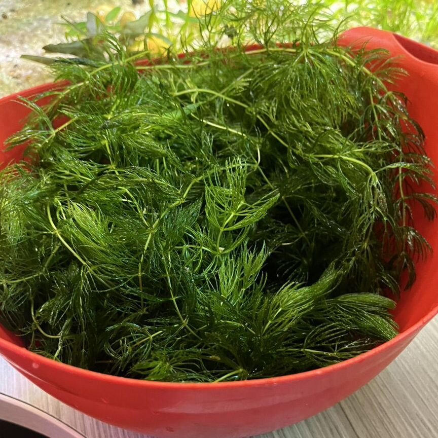 Роголистник