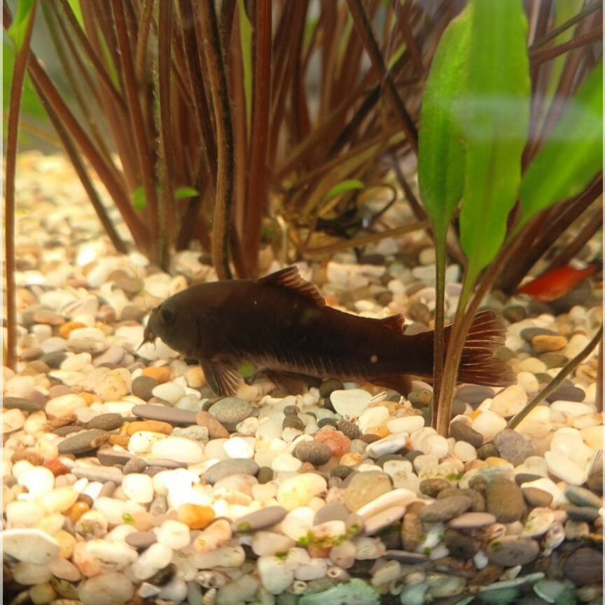 Сомики коридорасы Венесуэла Блэк