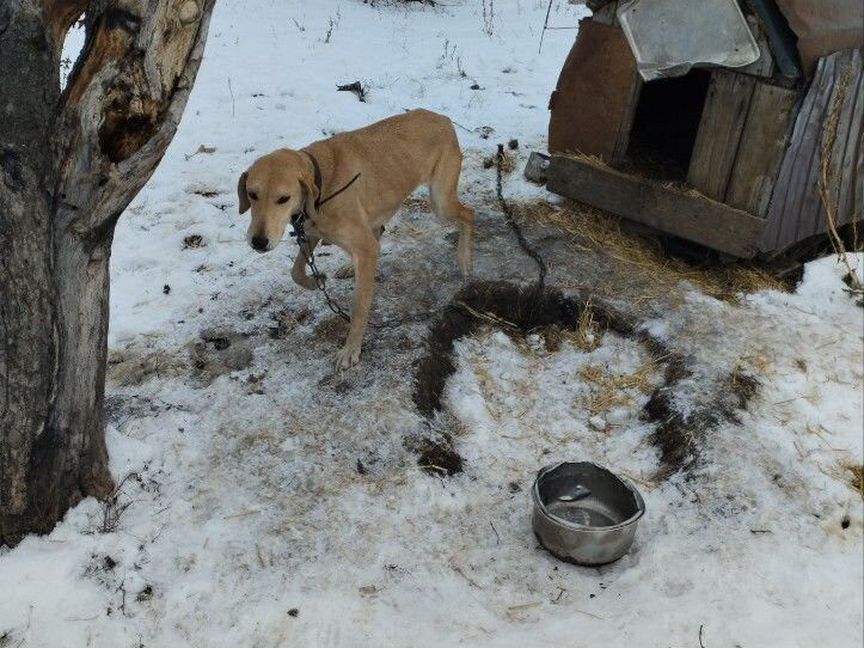 Русская пегая гончая