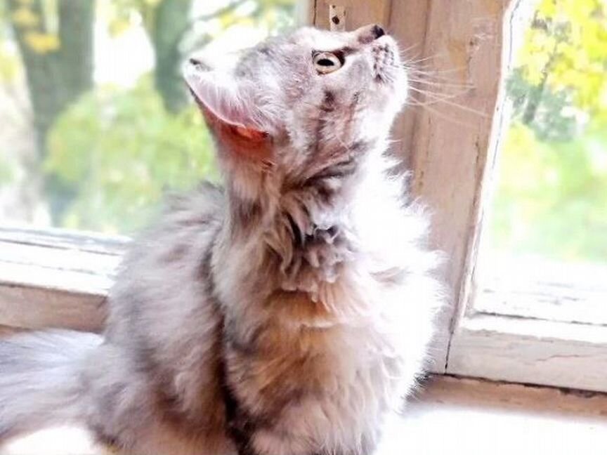 Беатрис ищет любящий дом (5 мес)