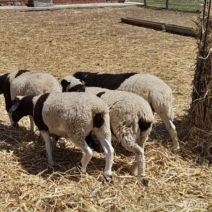 Ярки и овцематки