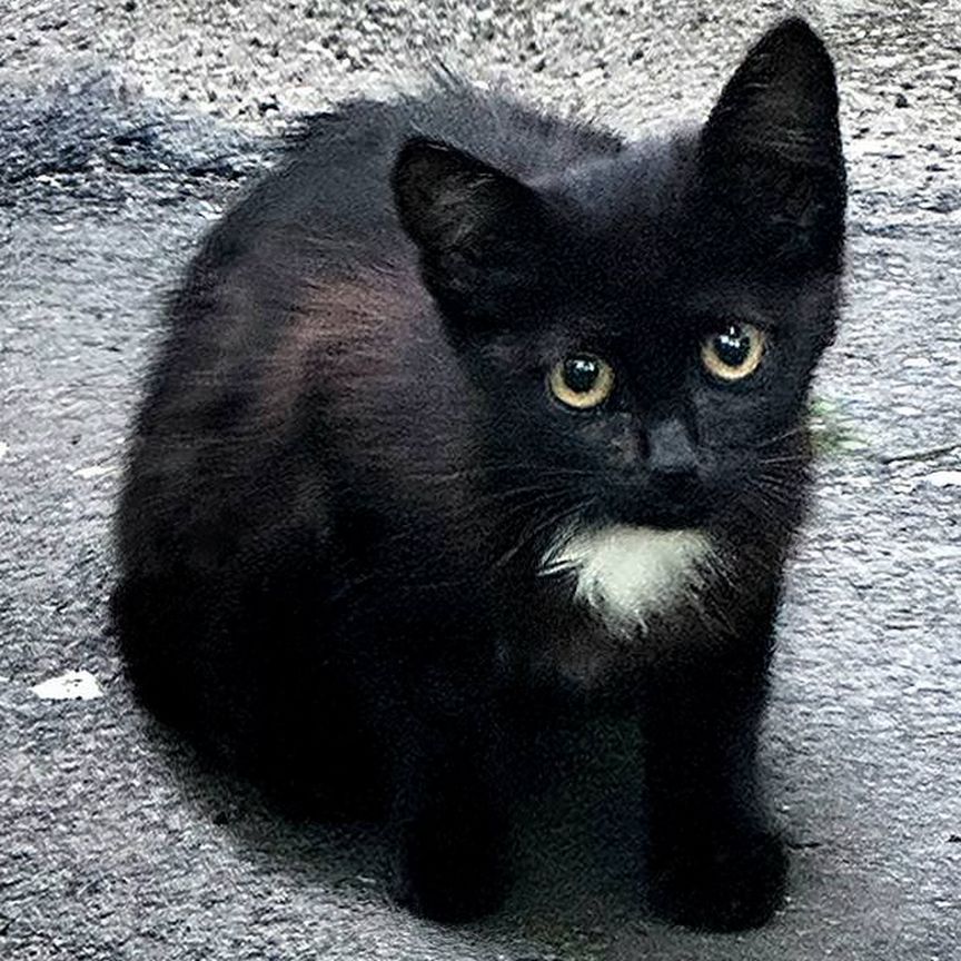 Котенок в добрые руки