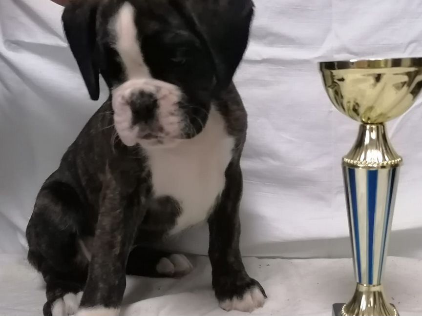 Щенки боксерятки