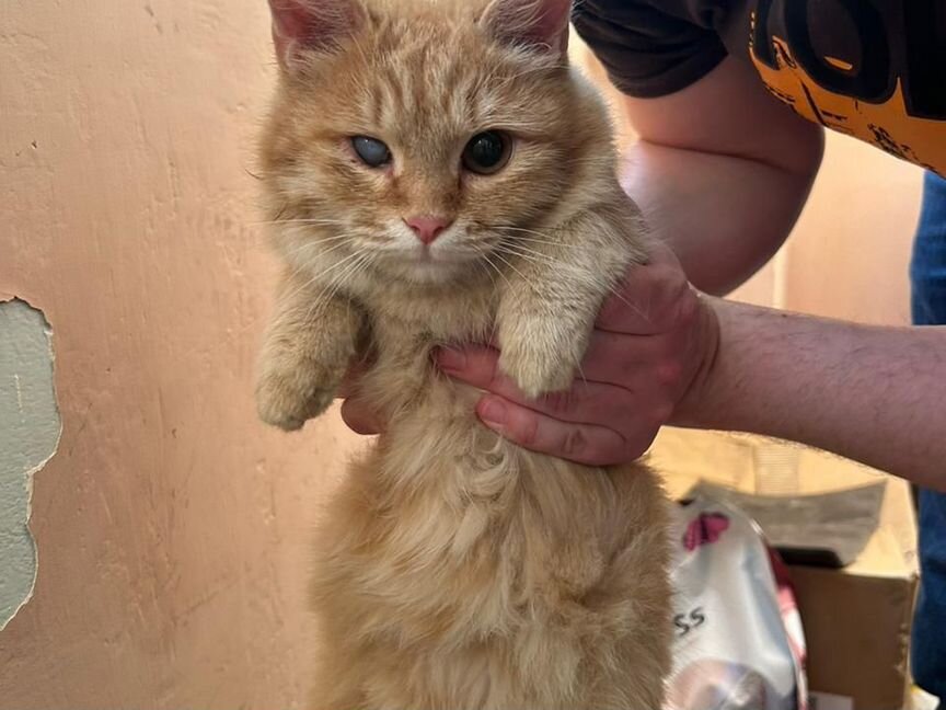 Кошка