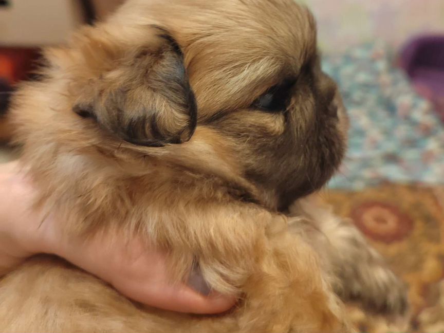 Щенки пекинеса