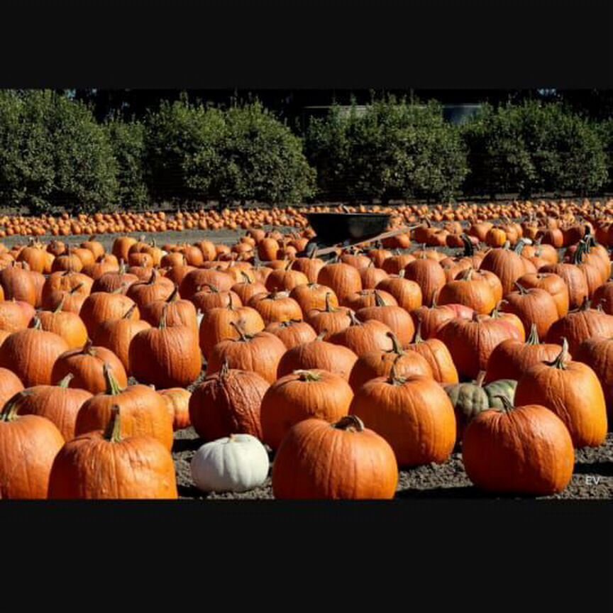 Тыква кормовая