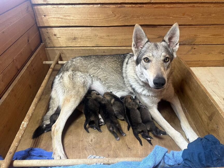 Чехословацкий влчак, чехословацкая волчья собака