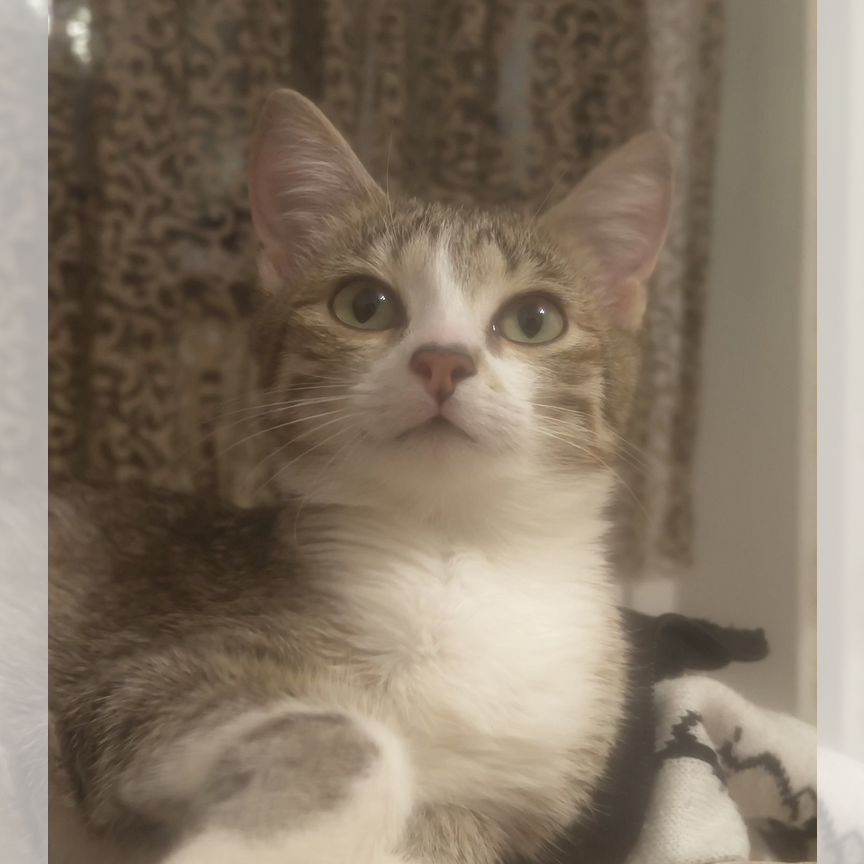 Котёнок в добрые руки