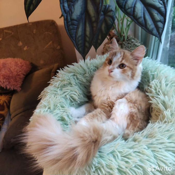 Котёнок 5 месяцев селкирк рекс