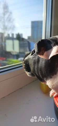 Морская свинка скинни упитанный мальчик