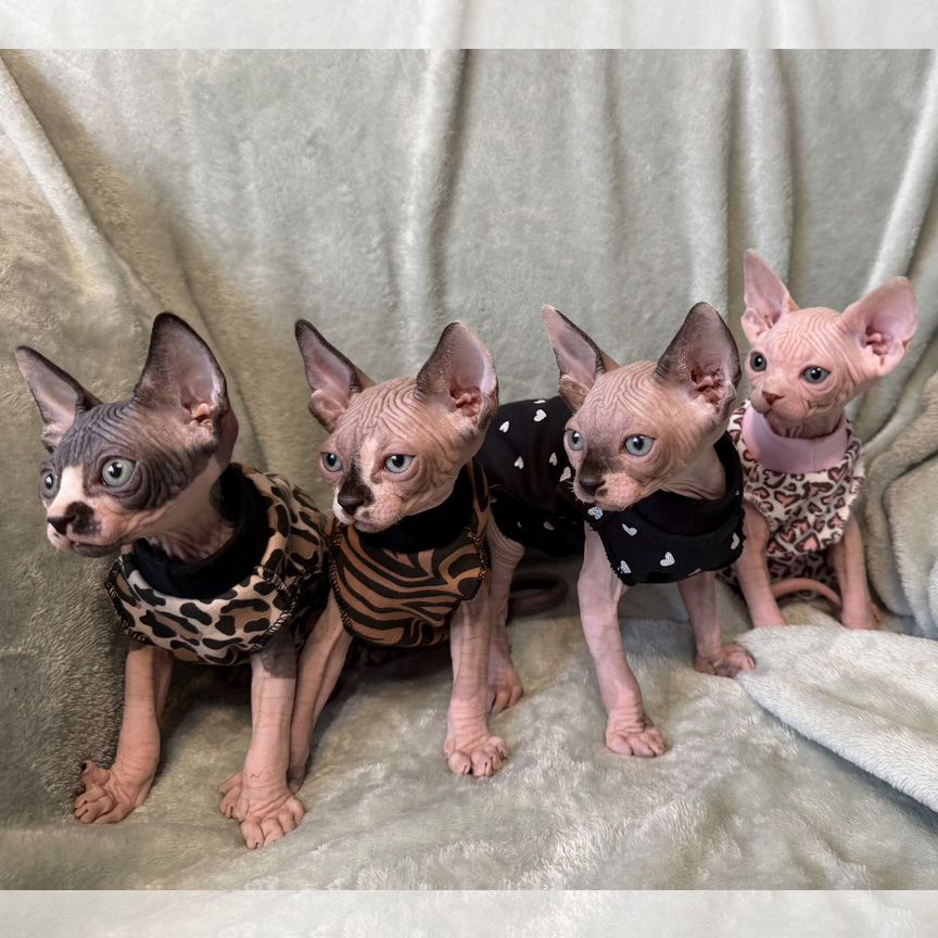 Канадский сфинкс котёнок