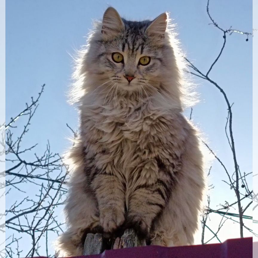 Взрослая, кошка в добрые руки