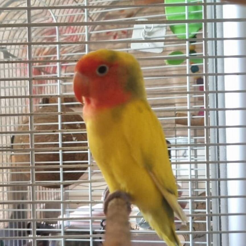 Попугай неразлучник с клеткой и кормом