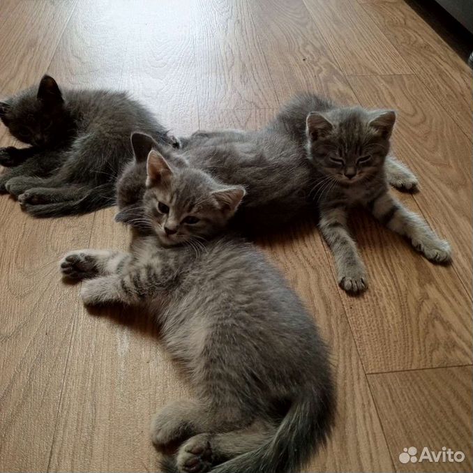 Шотланские котятки