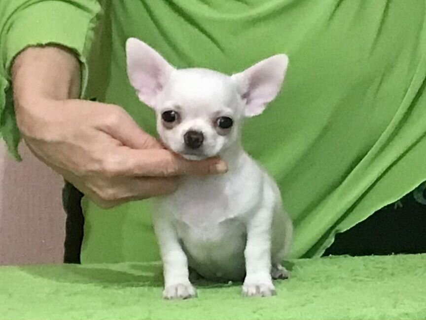 Щенки чихуахуа мальчик