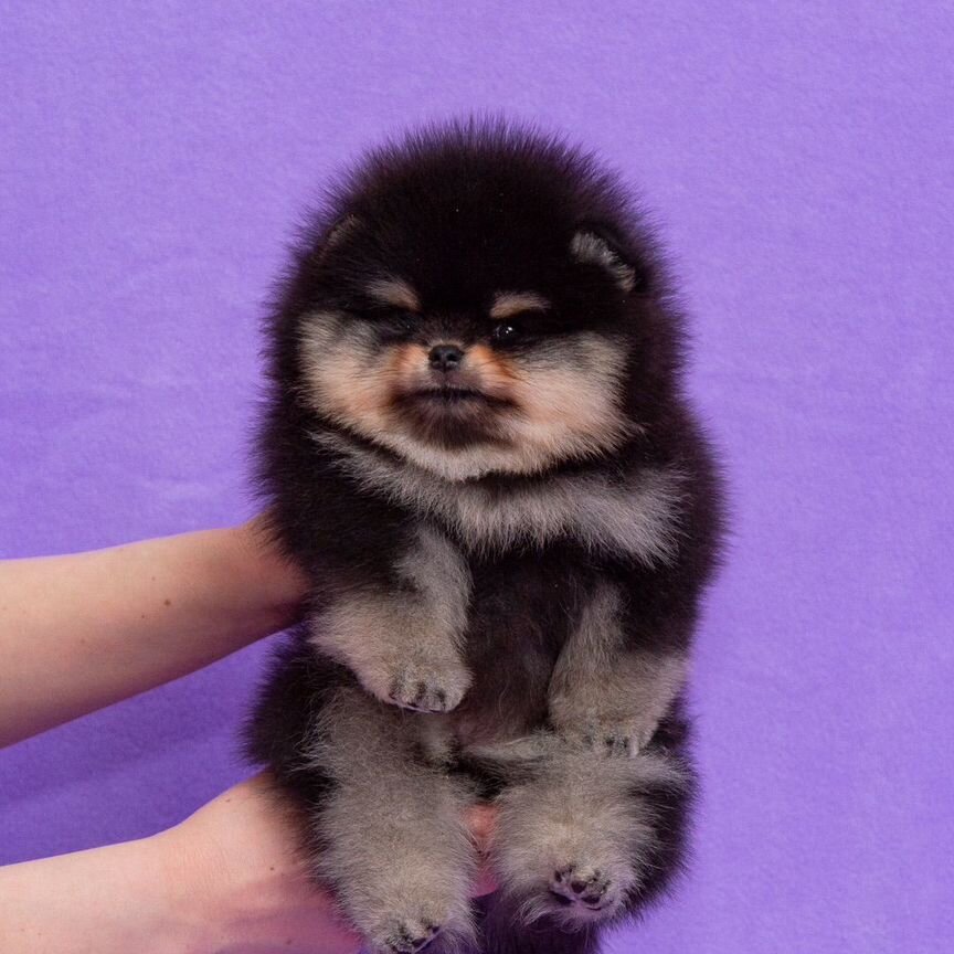 Шикарный черно подпадый мальчик