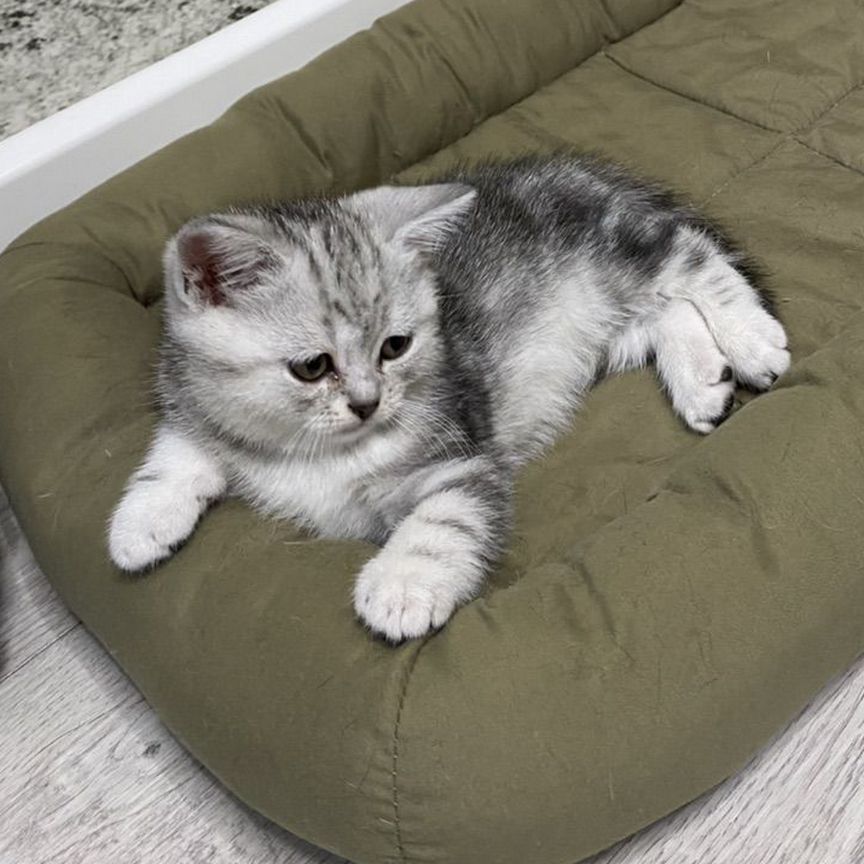 Британский длинношёрстный котёнок