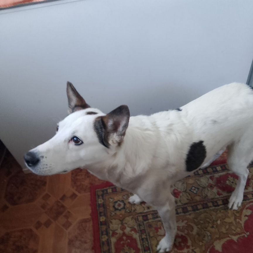 Вязка сибирская лайка