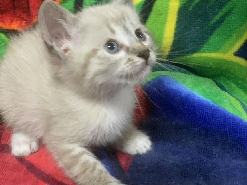 Кошечка Луна