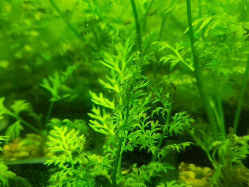 Индийский папоротник