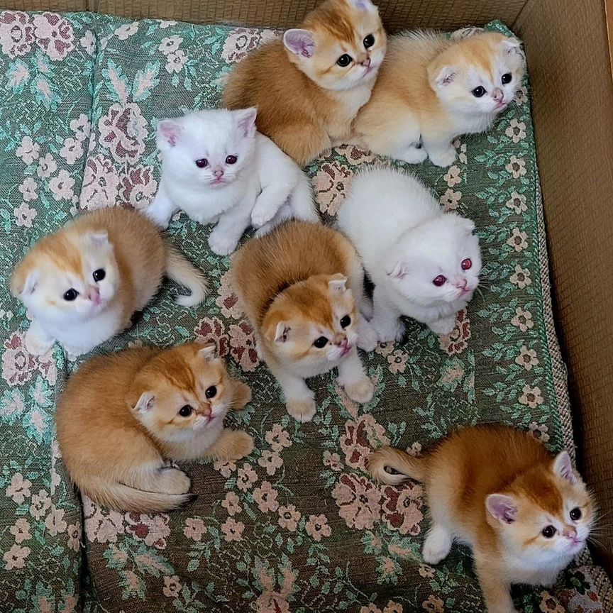 Шотландский вислоухий короткошёрстный котёнок