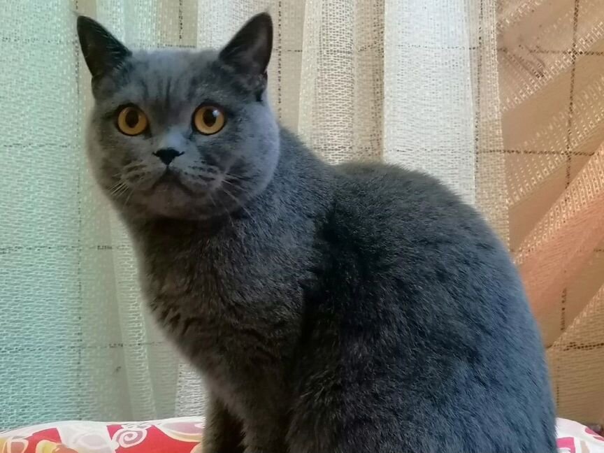 Кошечка Бри из приюта ищет дом
