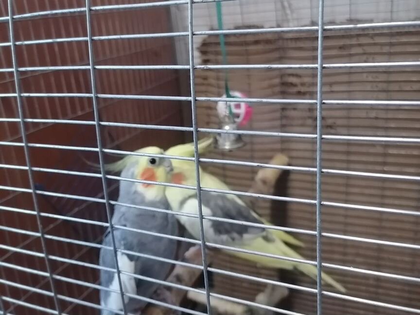 Попугай корелла с клеткой