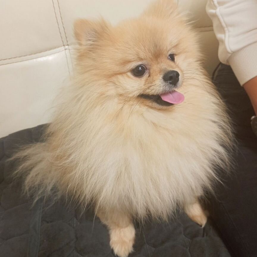 Мини шпиц вязка