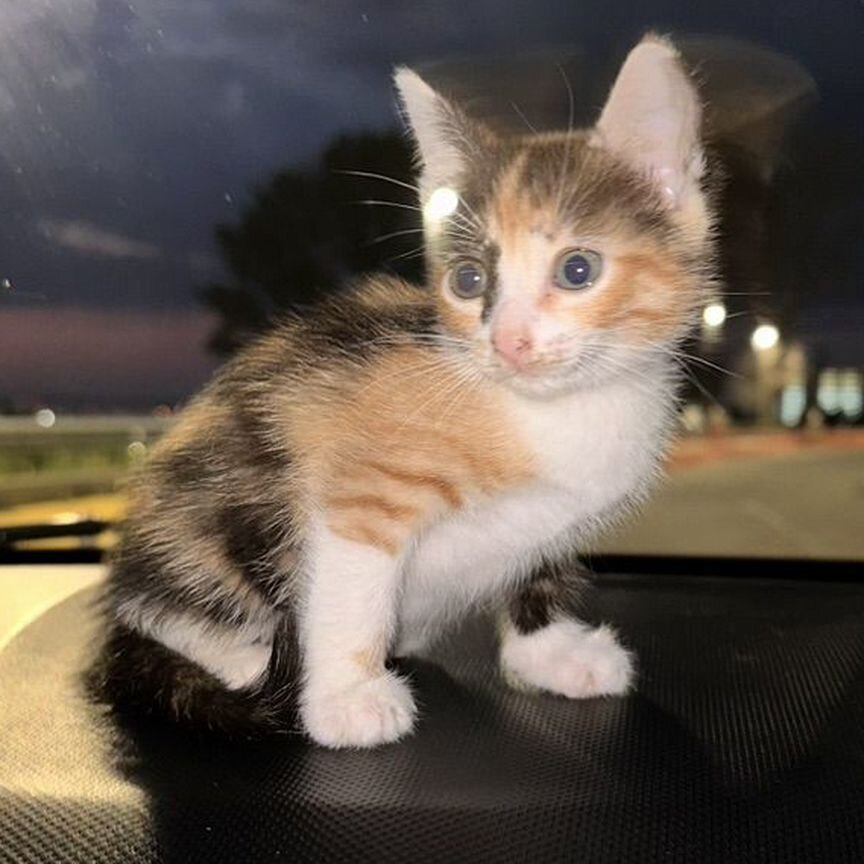 Кошки котята трехцветные