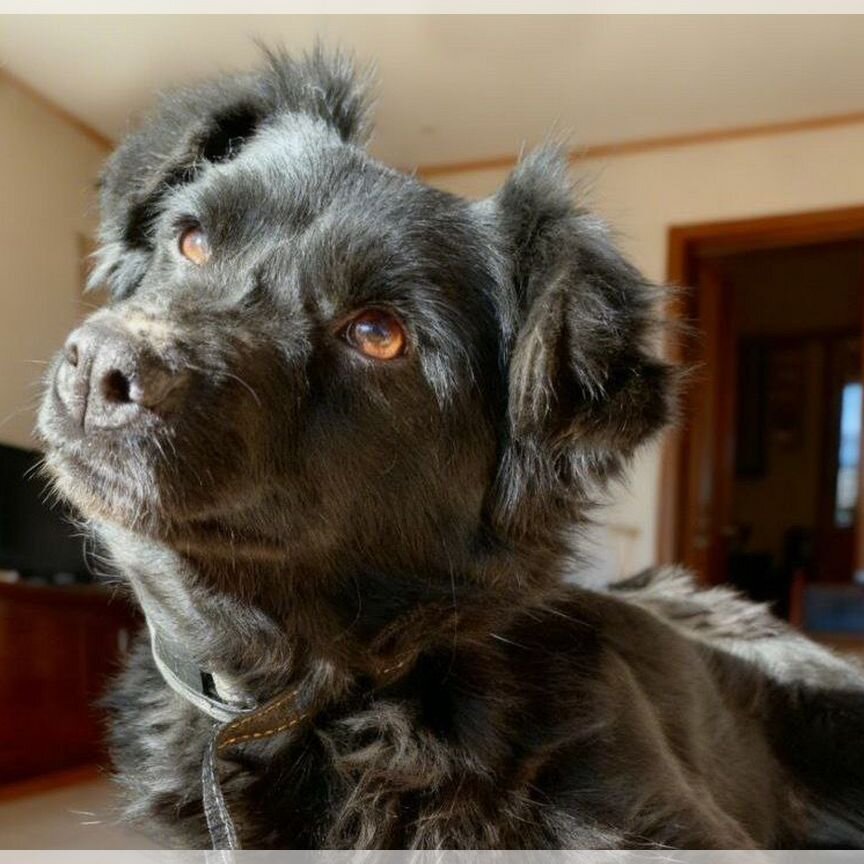 Взрослая собака в добрые руки