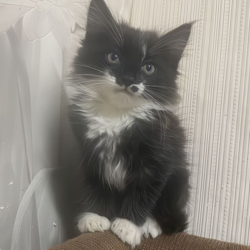 Котята в добрые руки даром бесплатно