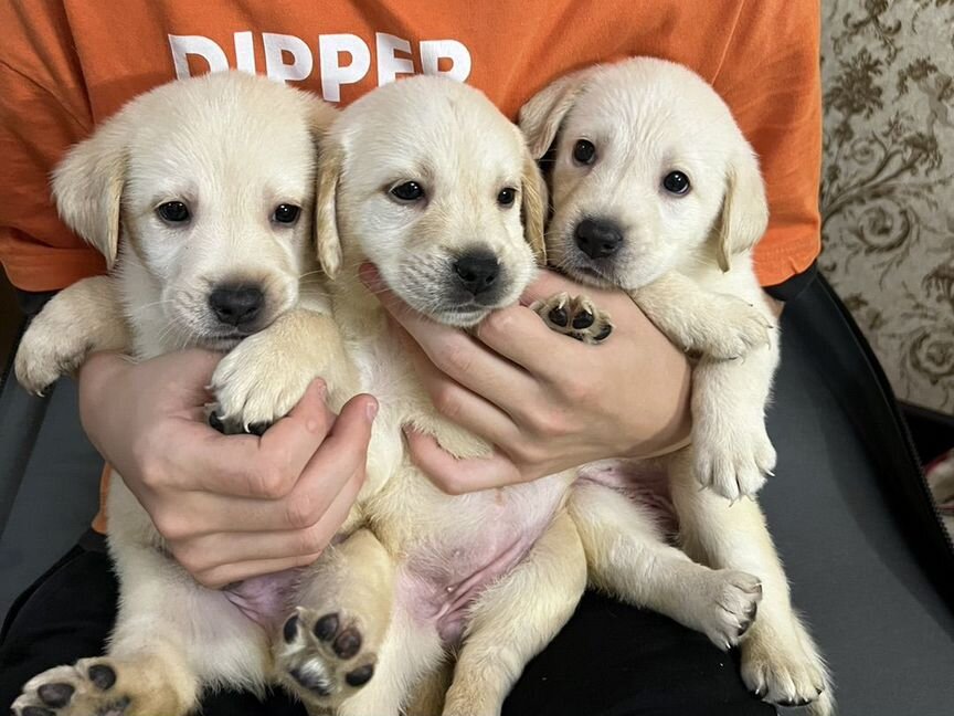 Щенки лабрадора