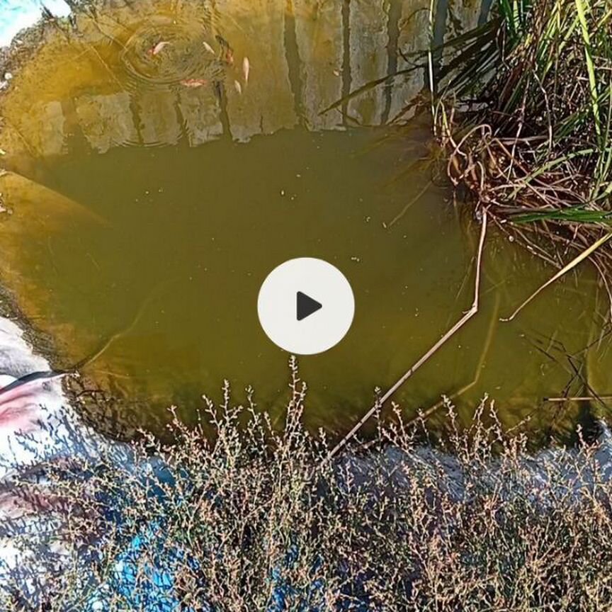 Аквариумные рыбки