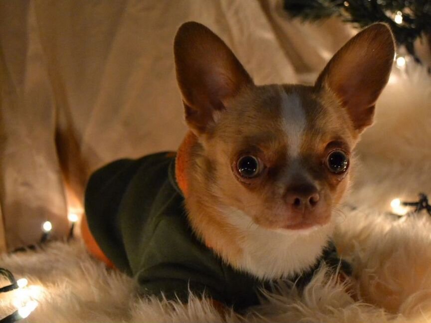 Вязка кобель чихуахуа