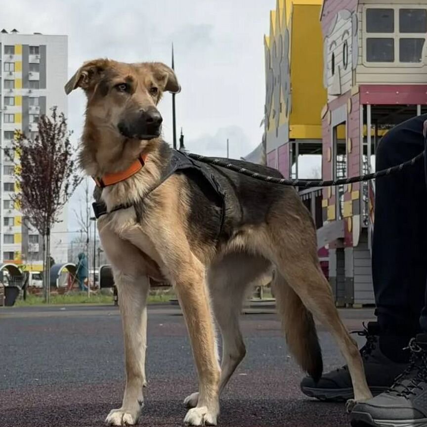 Взрослая собака в добрые руки