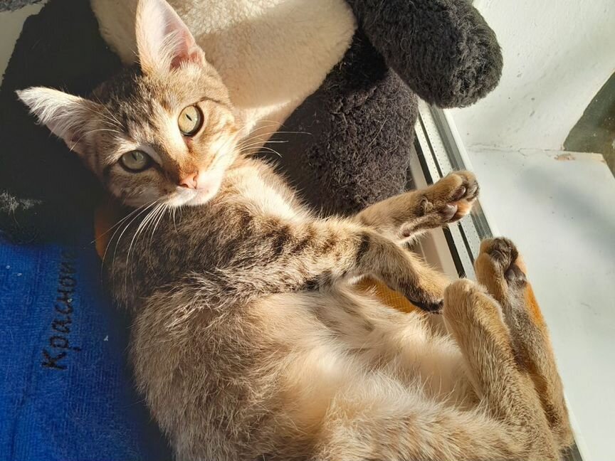 Отдам бесплатно