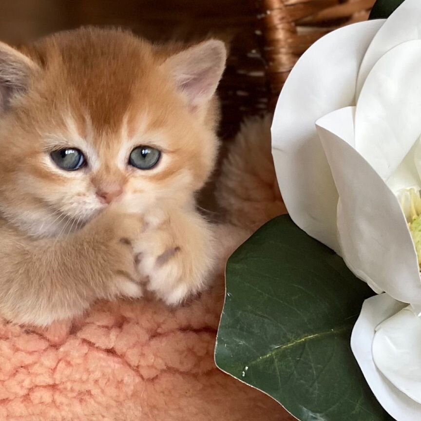 Британский котик Семен ny 12