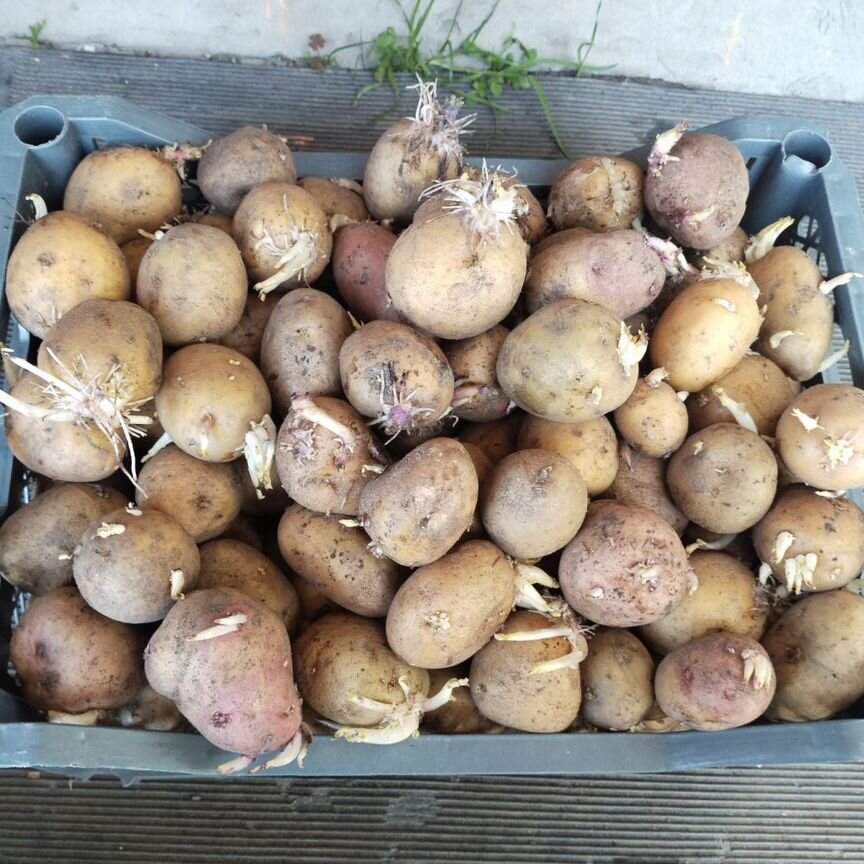 Продам картофель на корм скоту и на посадку