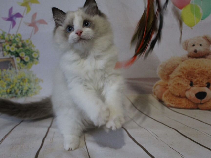 Красавица породы Рэгдолл