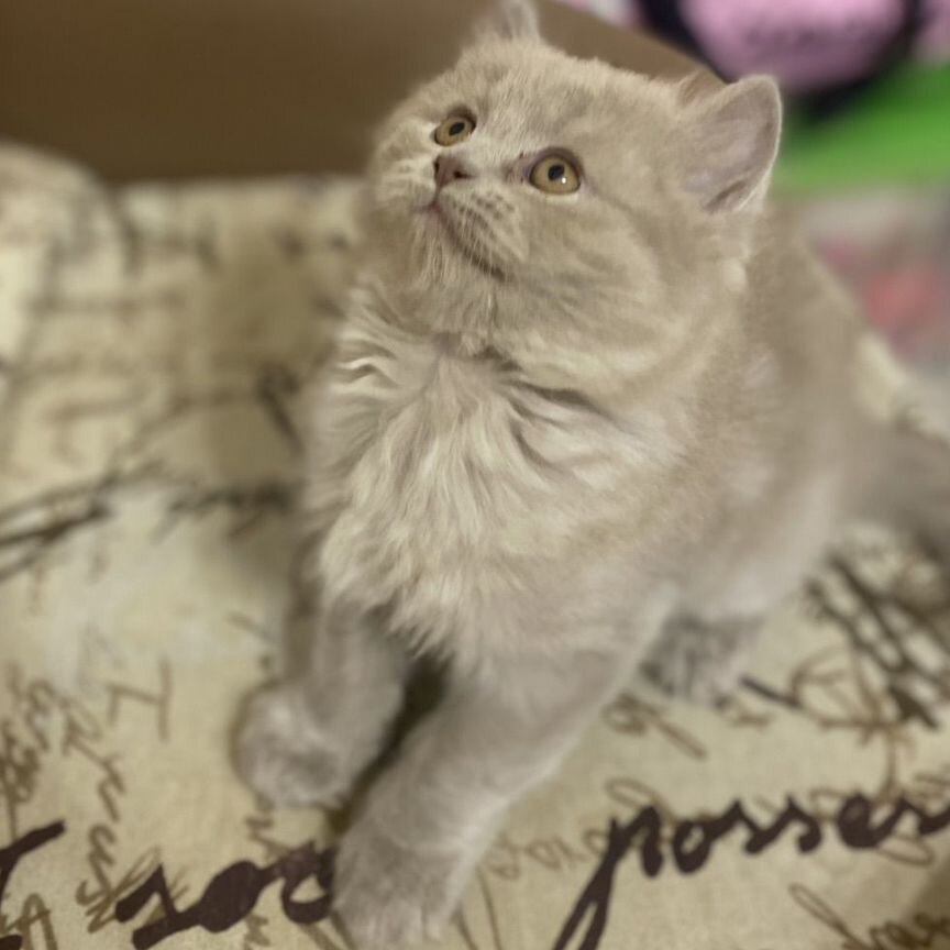 Британские котята